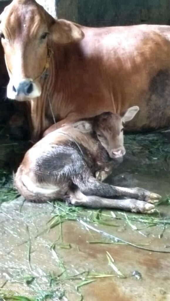 BAYI SAPI TELAH LAHIR – SS.CC Indonesia